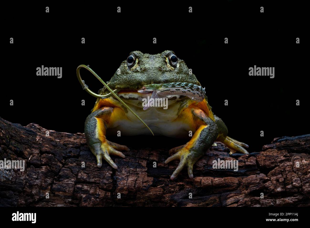 INCREDIBLE images taken from a garden in Indonesia show how an African ...