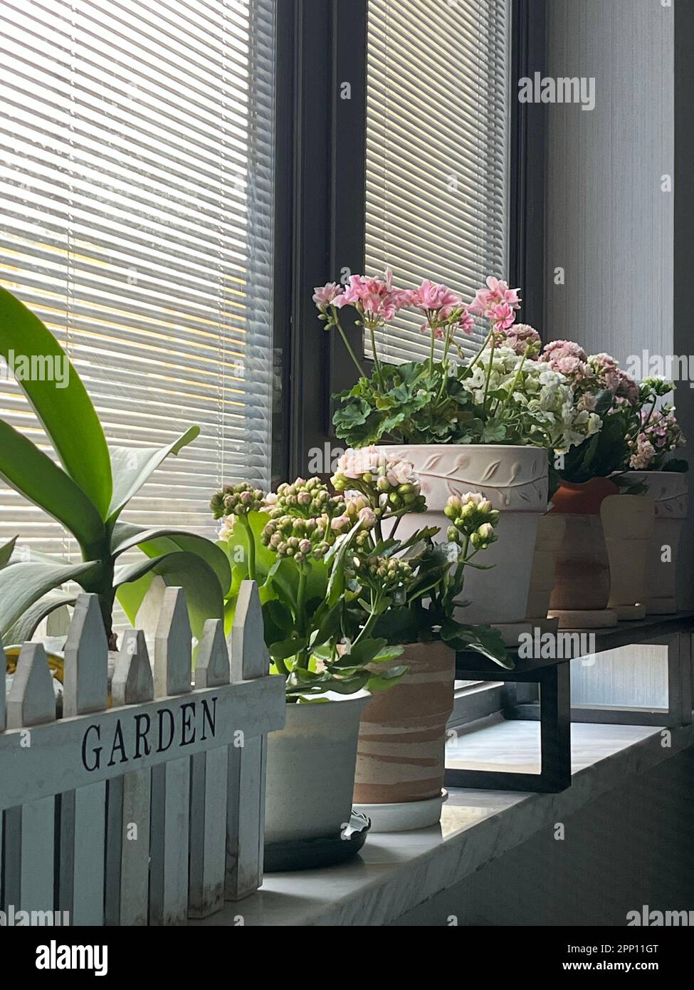 A diverse array of vibrant flowers sit in a sun-drenched window sill ...