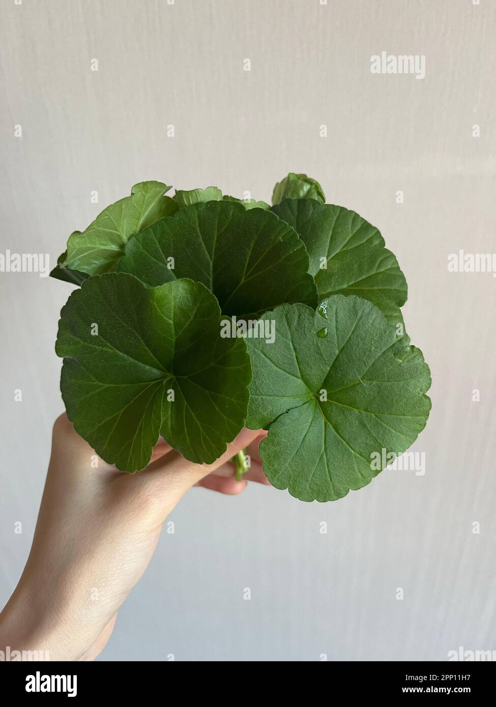Hand holding leafy green hi-res stock photography and images - Alamy