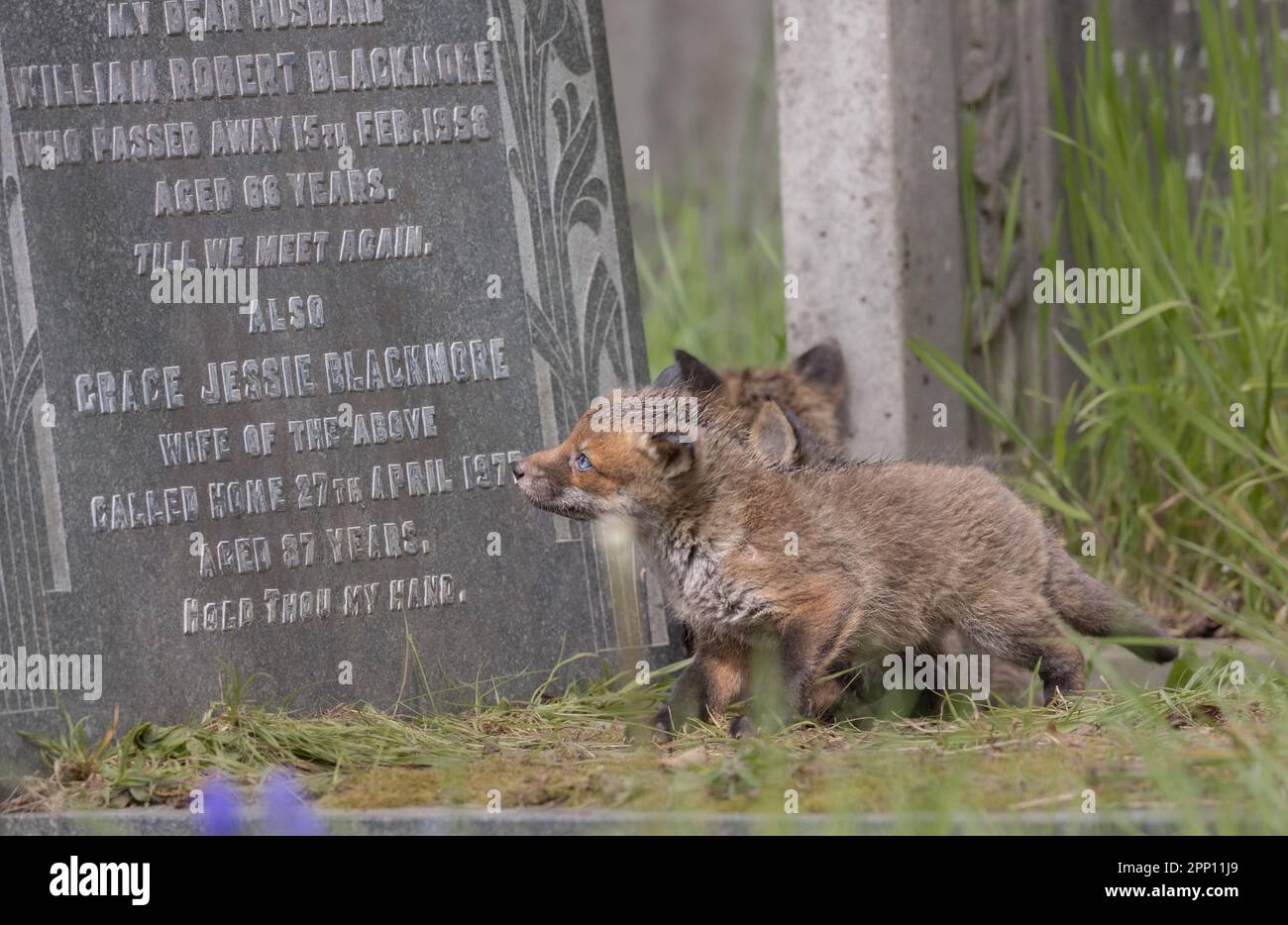 CUTEST CUB fox images were captured running towards their mum in a ...