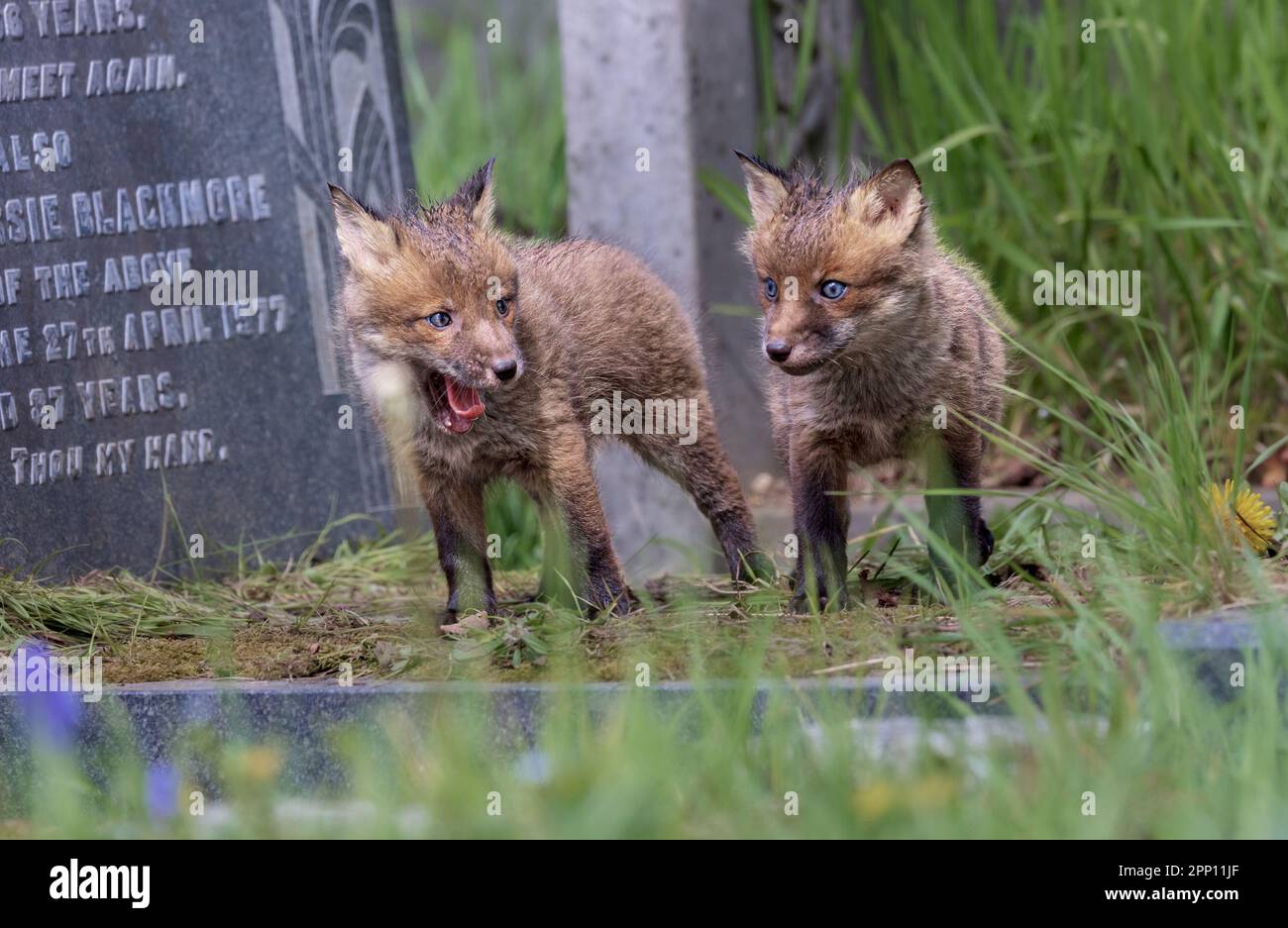 CUTEST CUB fox images were captured running towards their mum in a ...