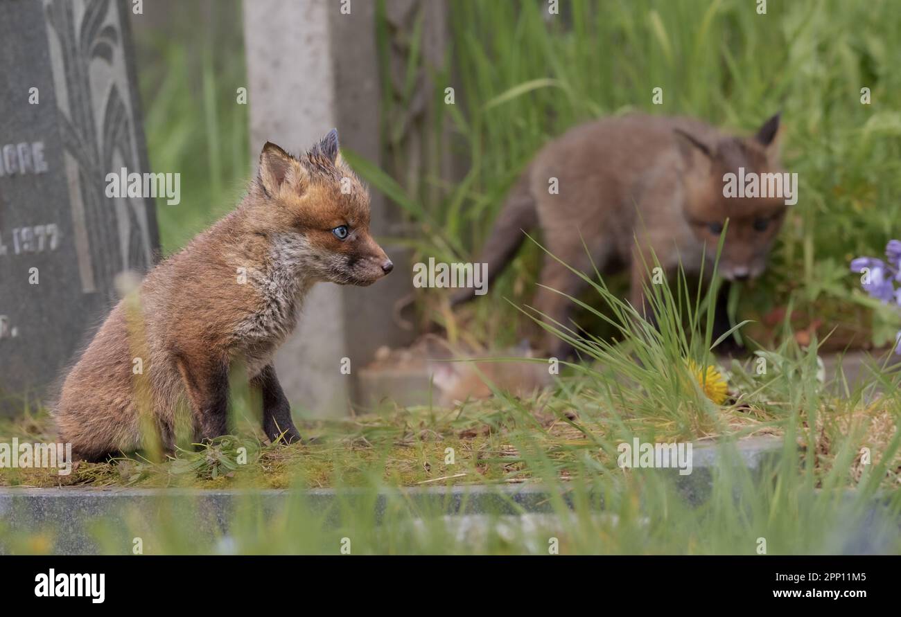 CUTEST CUB fox images were captured running towards their mum in a ...