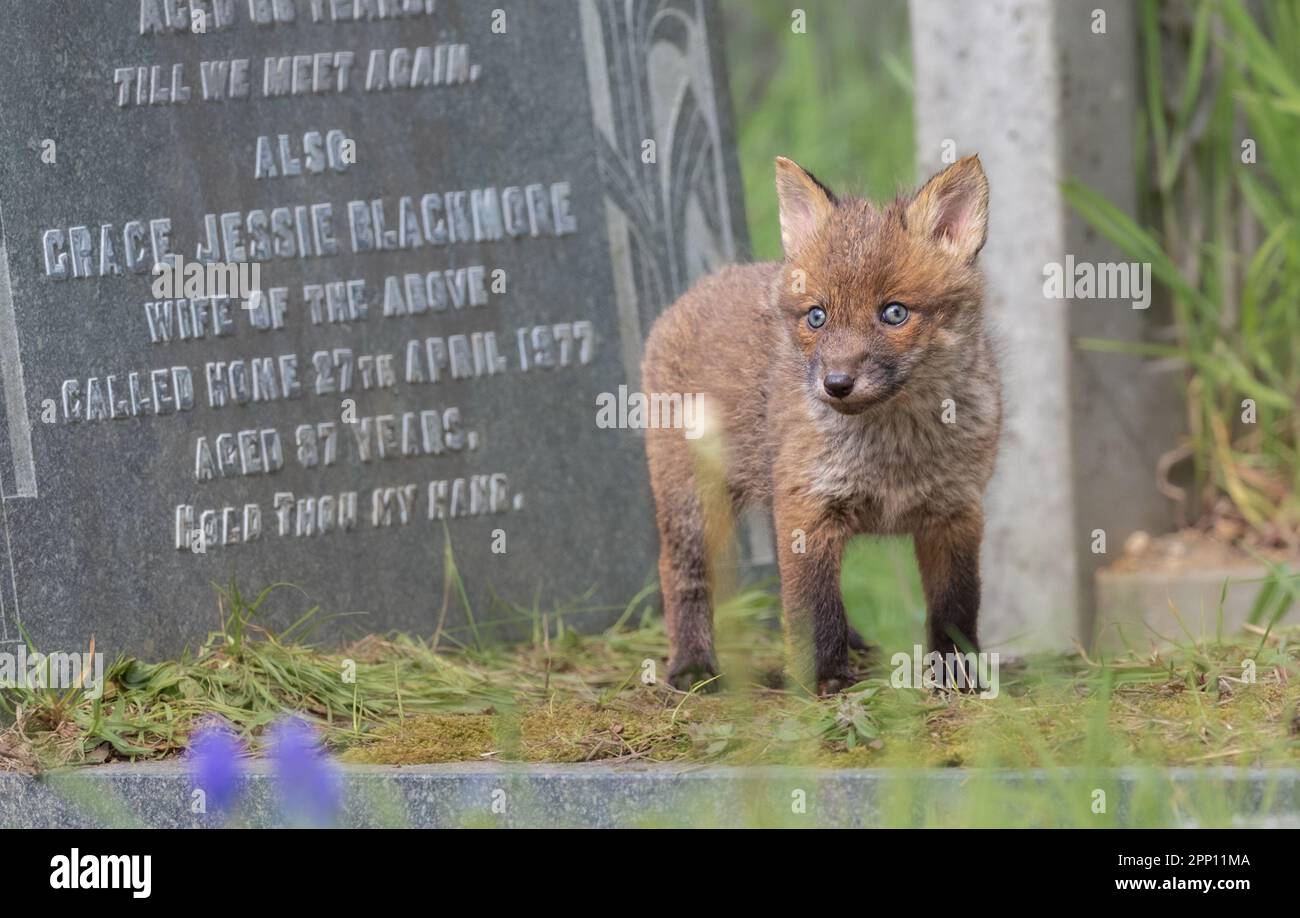 CUTEST CUB fox images were captured running towards their mum in a ...