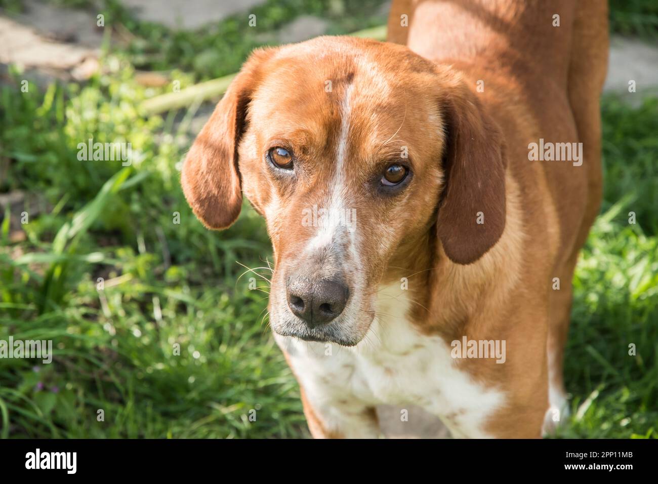 Scenthound breed hi-res stock photography and images - Alamy