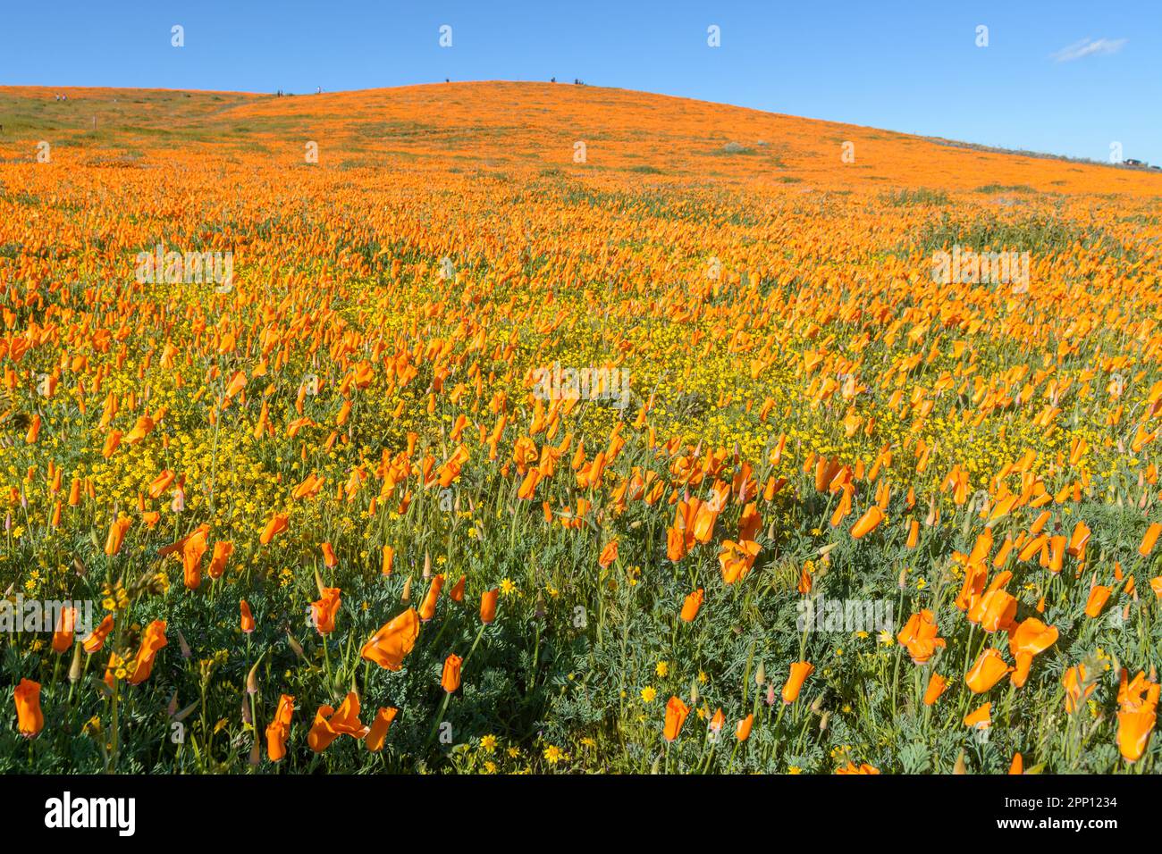 Weather conditions produced poppy and wildflower super blooms in ...