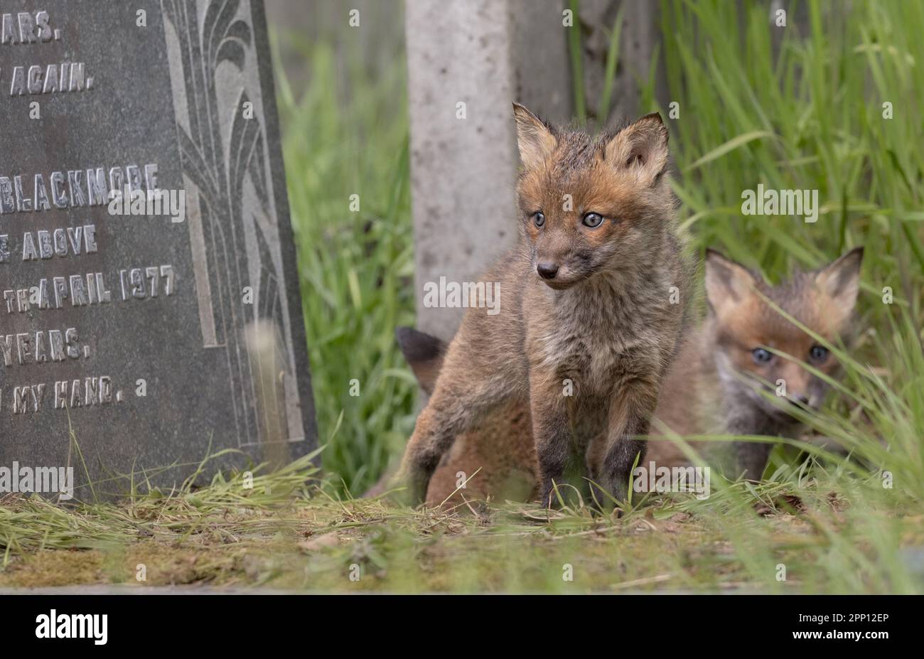 CUTEST CUB fox images were captured running towards their mum in a ...