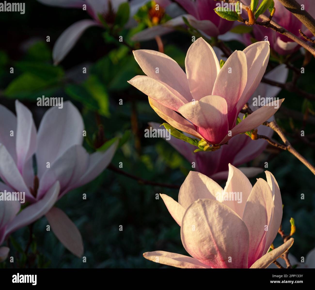 Magnolia tree moving wind in hi-res stock photography and images - Alamy