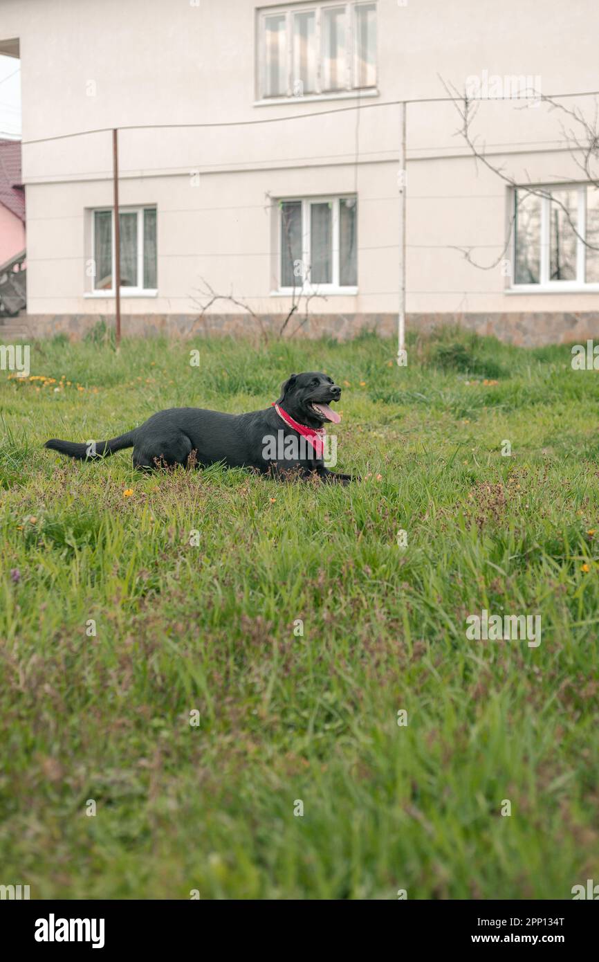 black labrador retriever playing with ball Stock Photo - Alamy