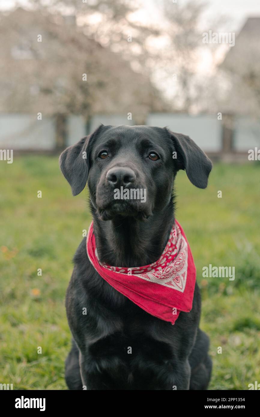 Black labrodor retriever hi-res stock photography and images - Alamy