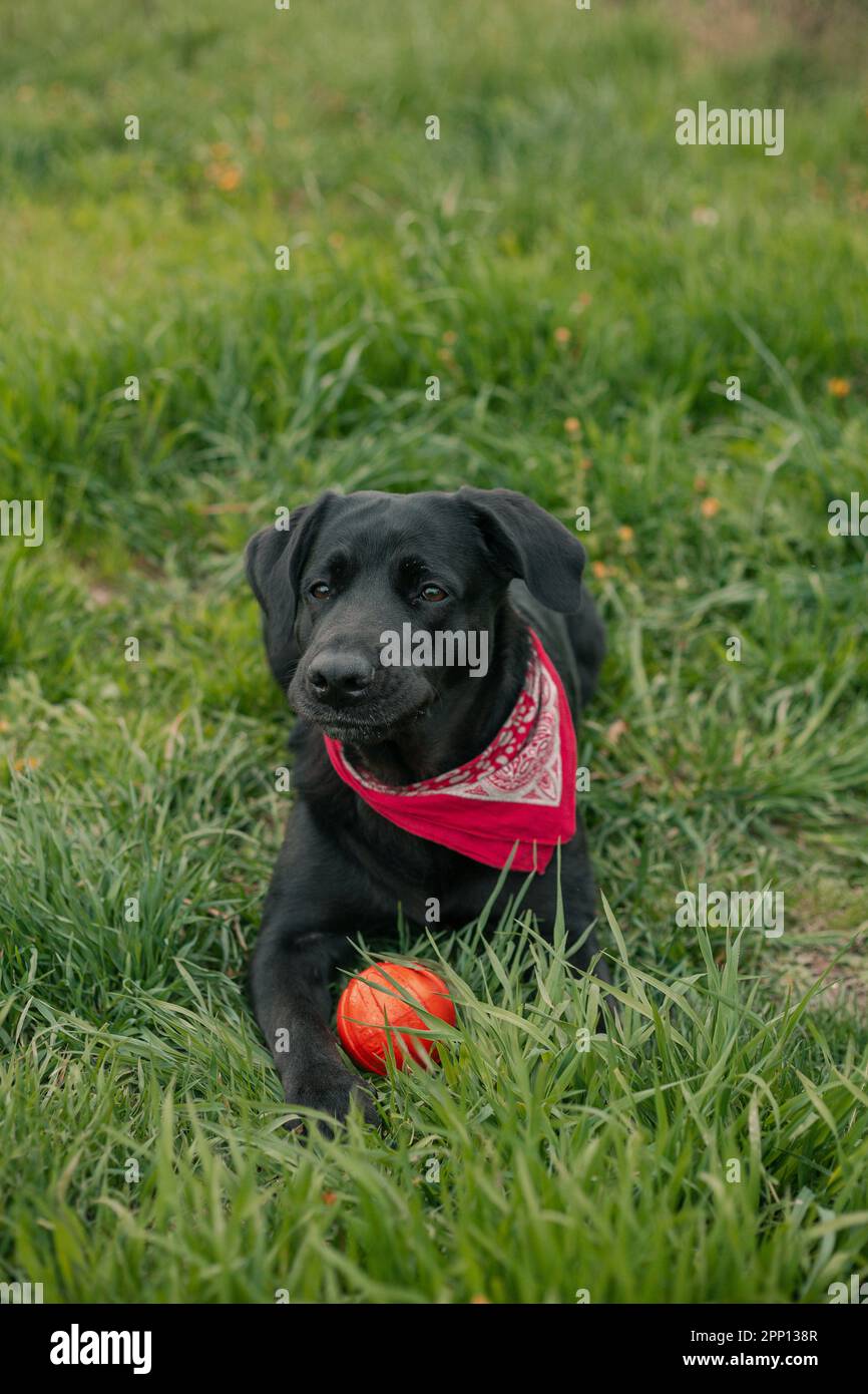 Black labrodor retriever hi-res stock photography and images - Alamy
