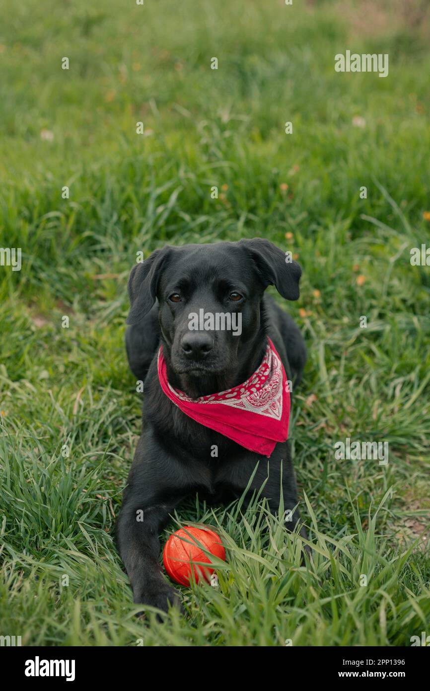 black labrador retriever playing with ball Stock Photo - Alamy