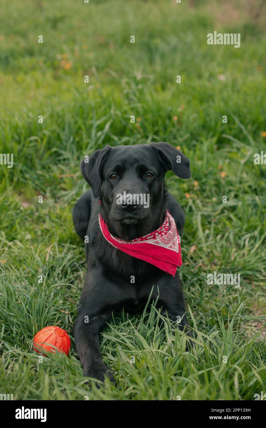 Black labrodor retriever hi-res stock photography and images - Alamy