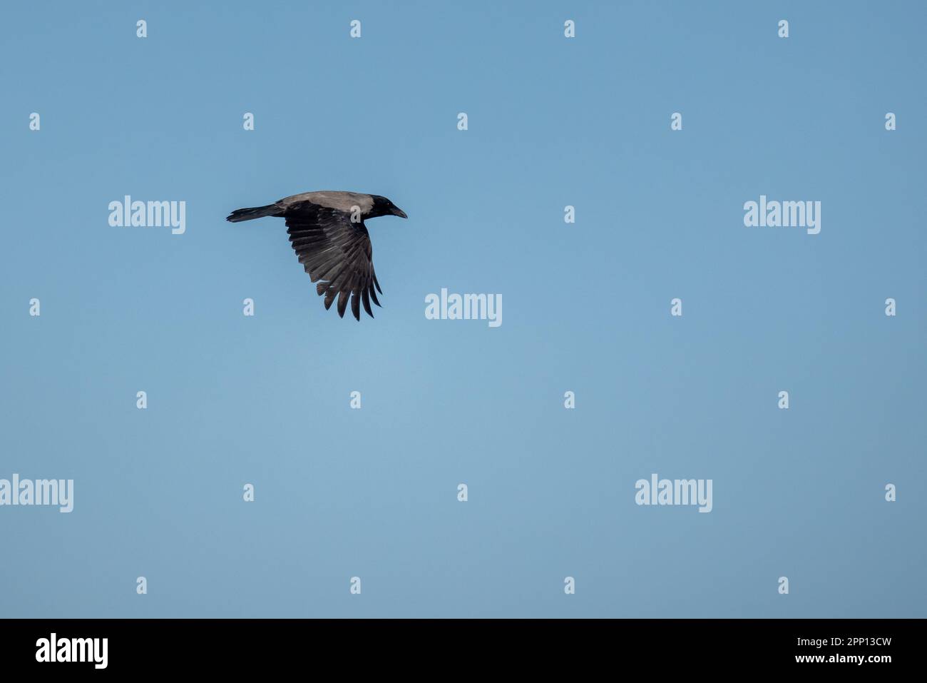 Hooded crow flies in blue sky on a daytime Stock Photo - Alamy