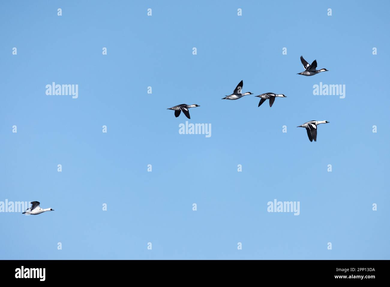 A flock of smew ducks flies in the blue sky. The smew is a species of ...