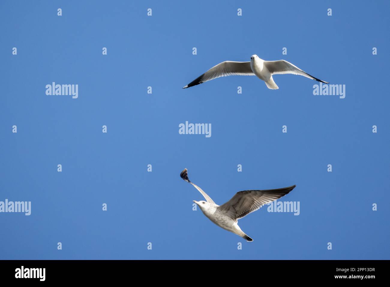 Two gulls in sky birds hi-res stock photography and images - Alamy
