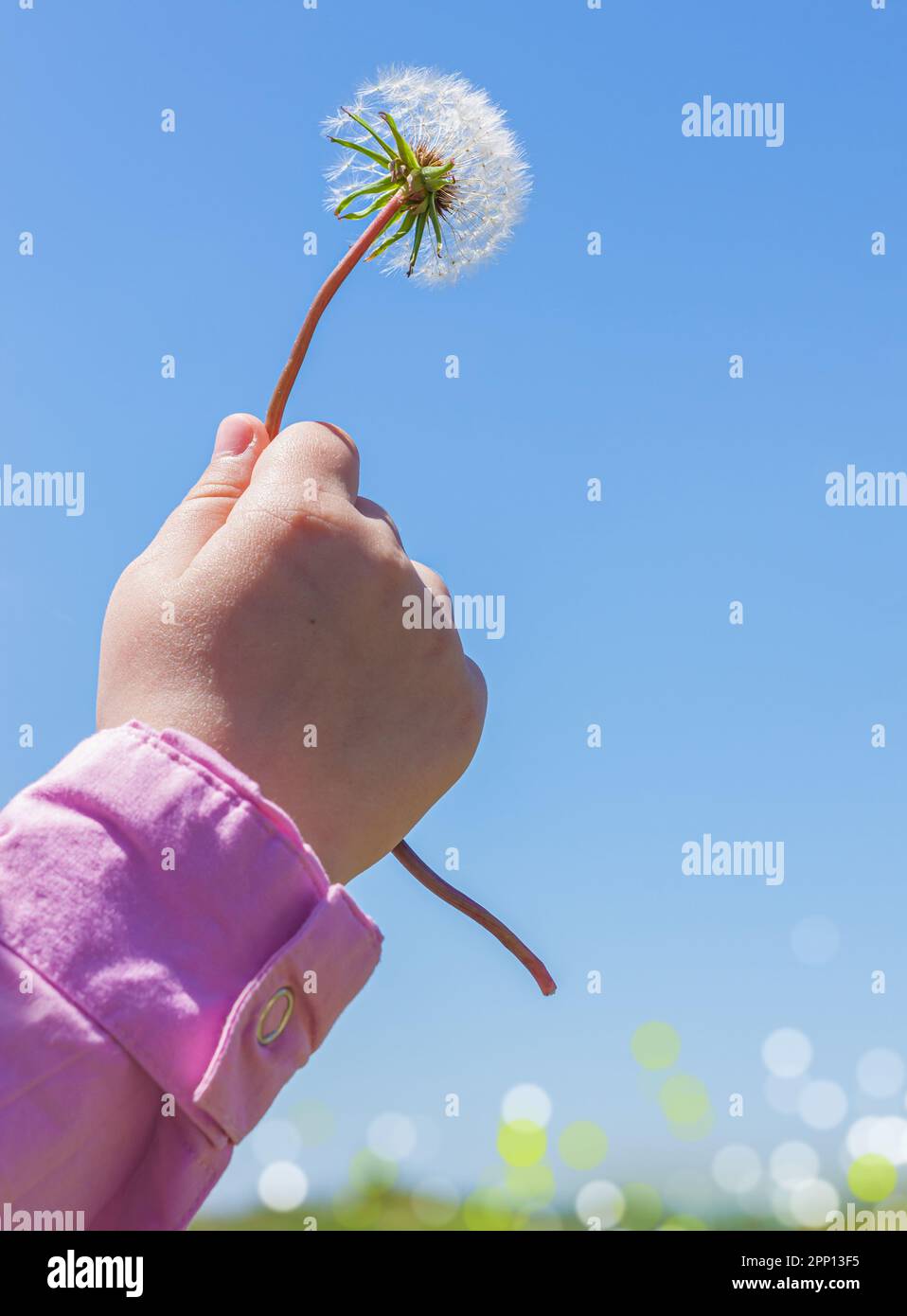 White fluffy dandelion flower in the hand of a little child on a clear ...