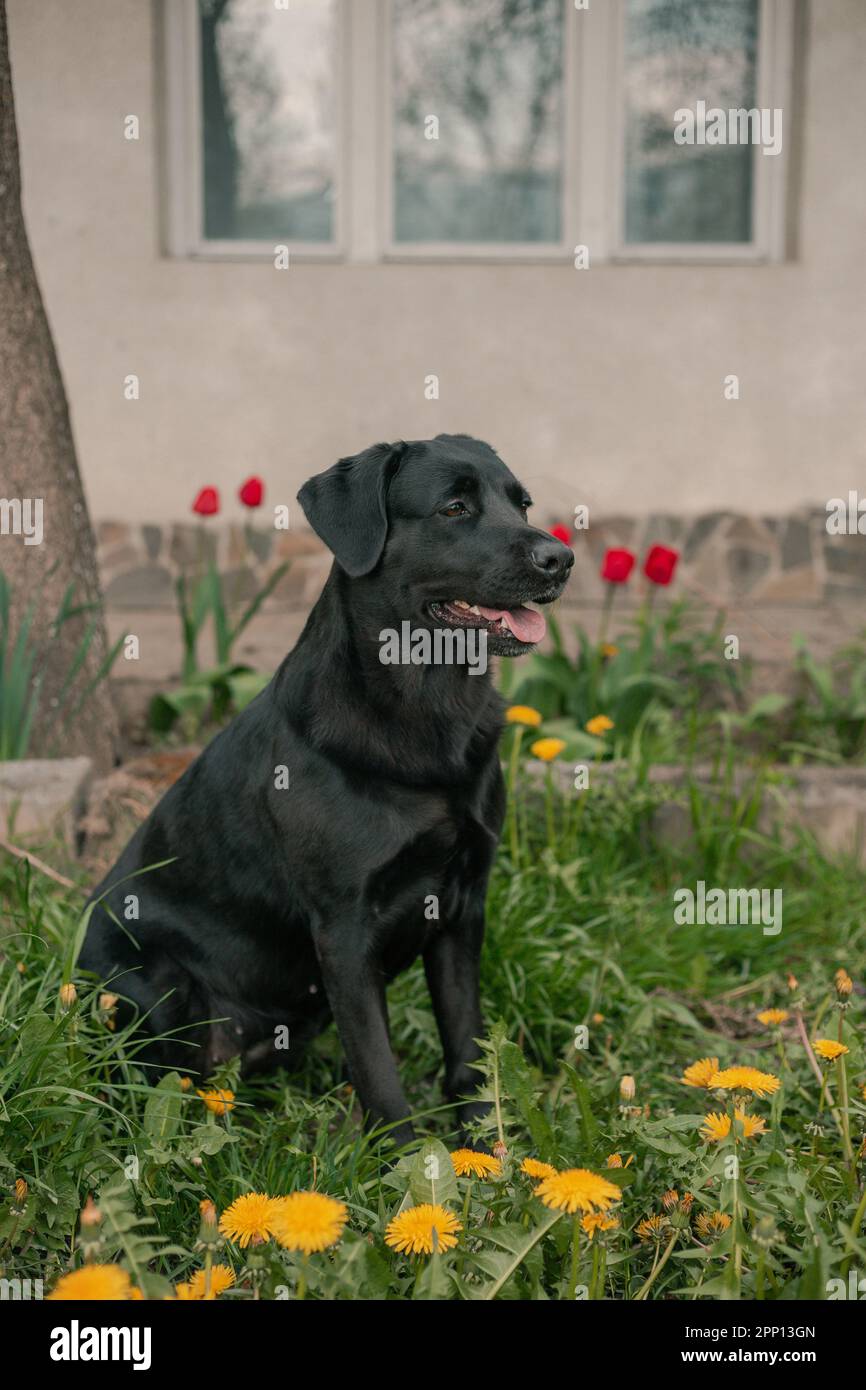 Black labrodor retriever hi-res stock photography and images - Alamy