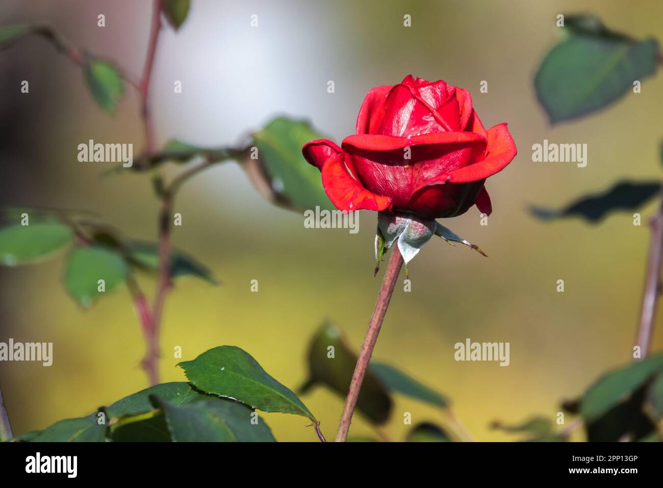 Scarlet red rose hi-res stock photography and images - Alamy