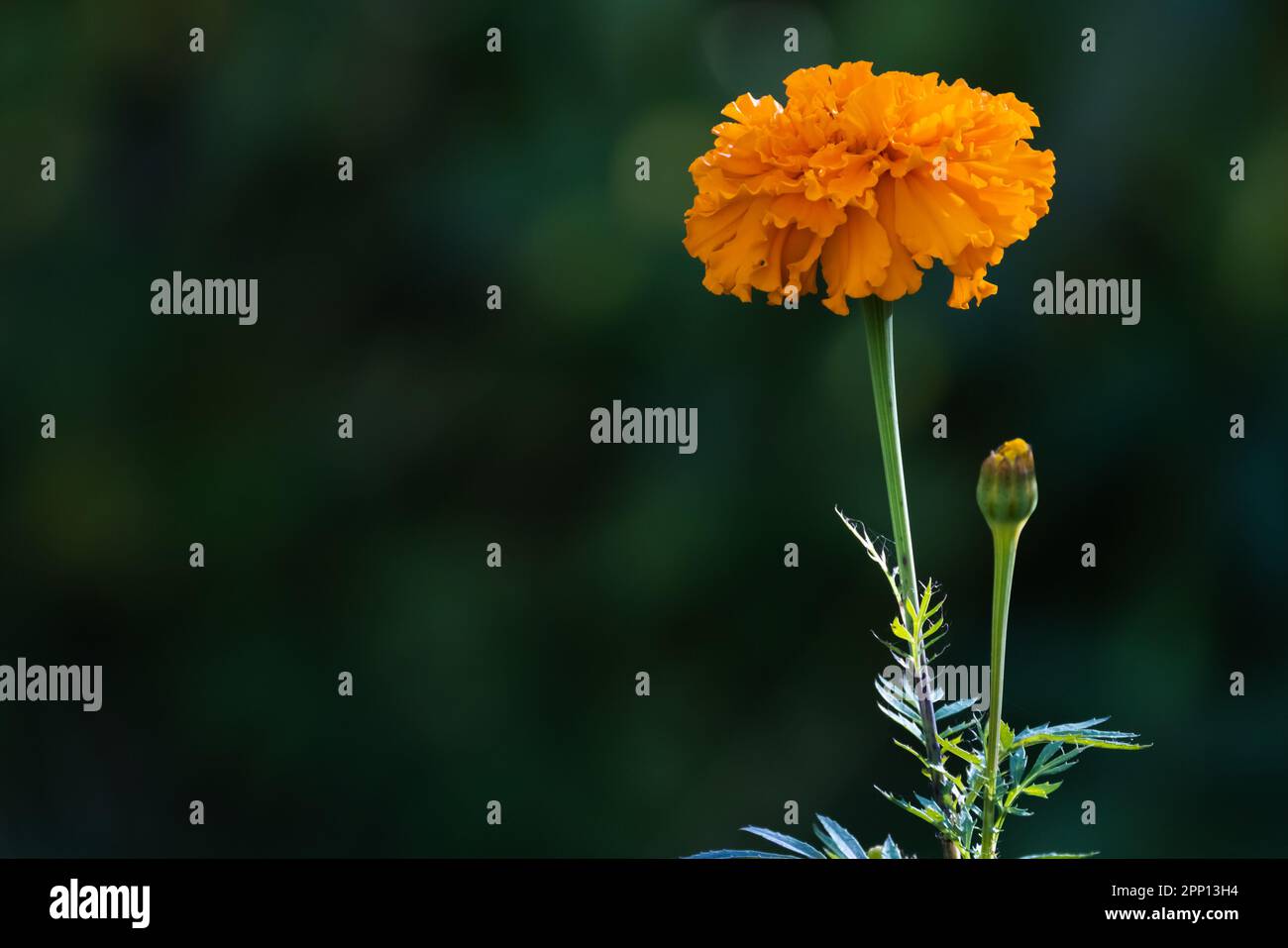 Bright flower grows in a garden on a summer day, close up photo with ...