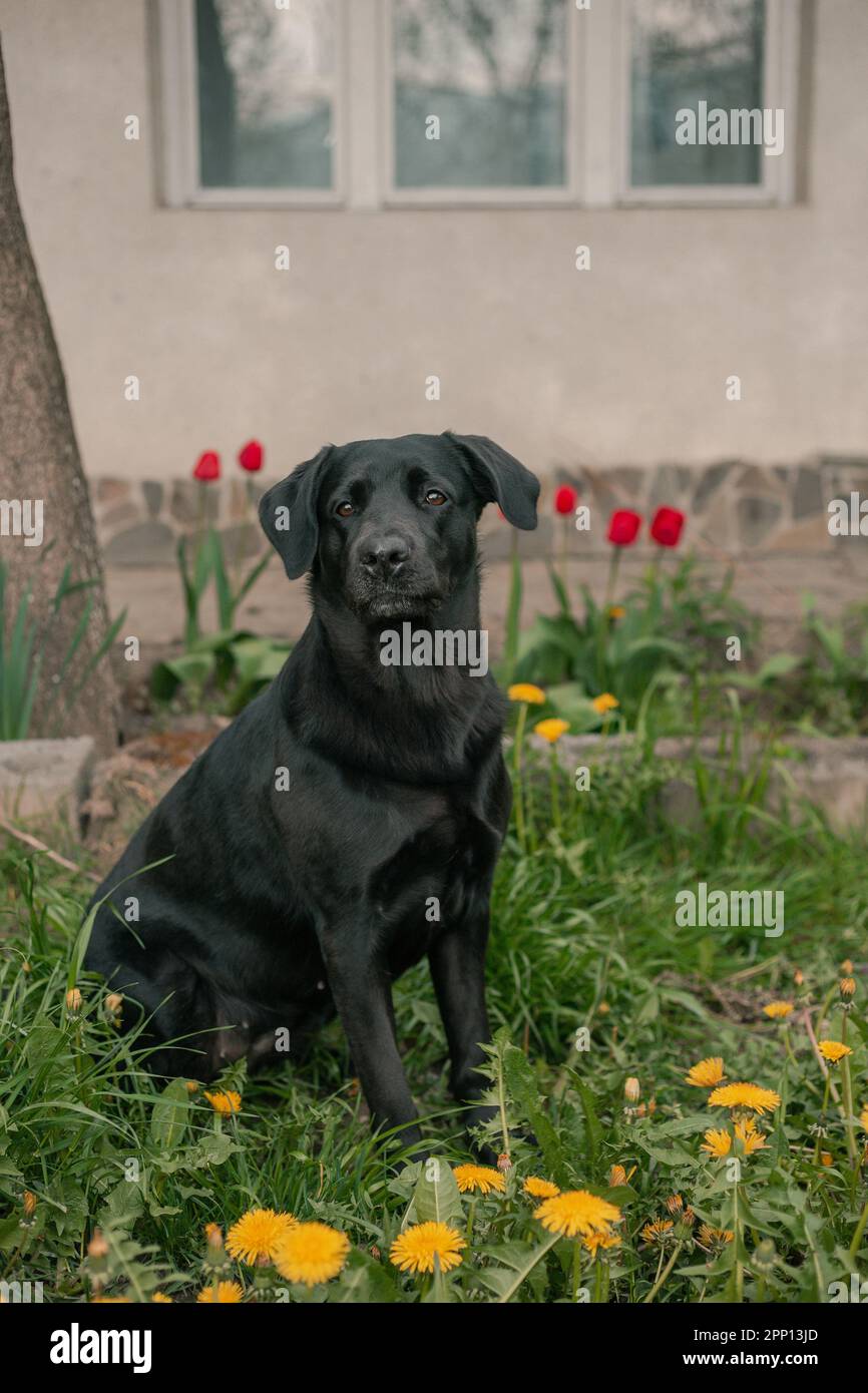 Black labrodor retriever hi-res stock photography and images - Alamy