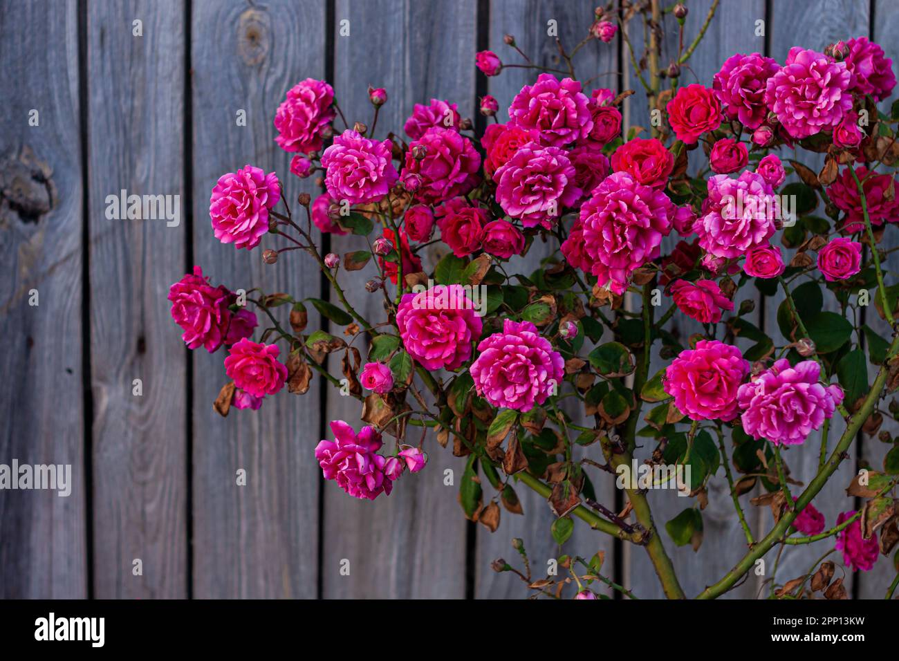 Pink roses bush on old wooden fence background. Beautiful dark and ...
