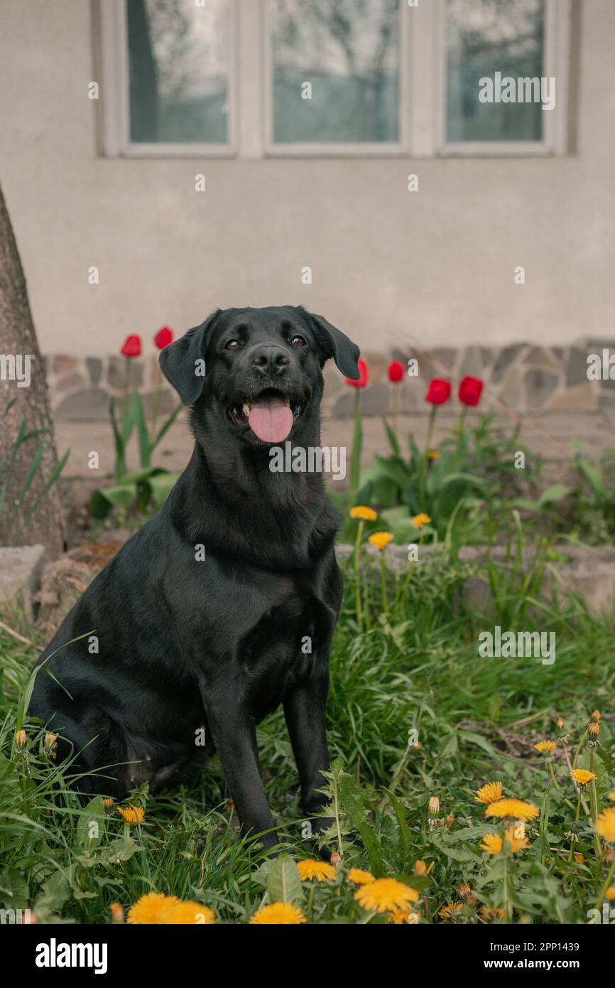 Black labrodor retriever hi-res stock photography and images - Alamy