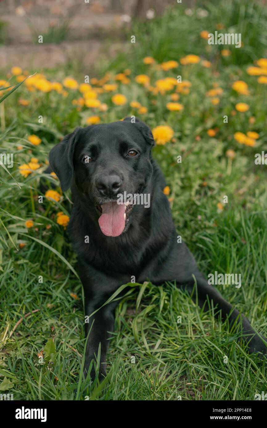 Black labrodor retriever hi-res stock photography and images - Alamy