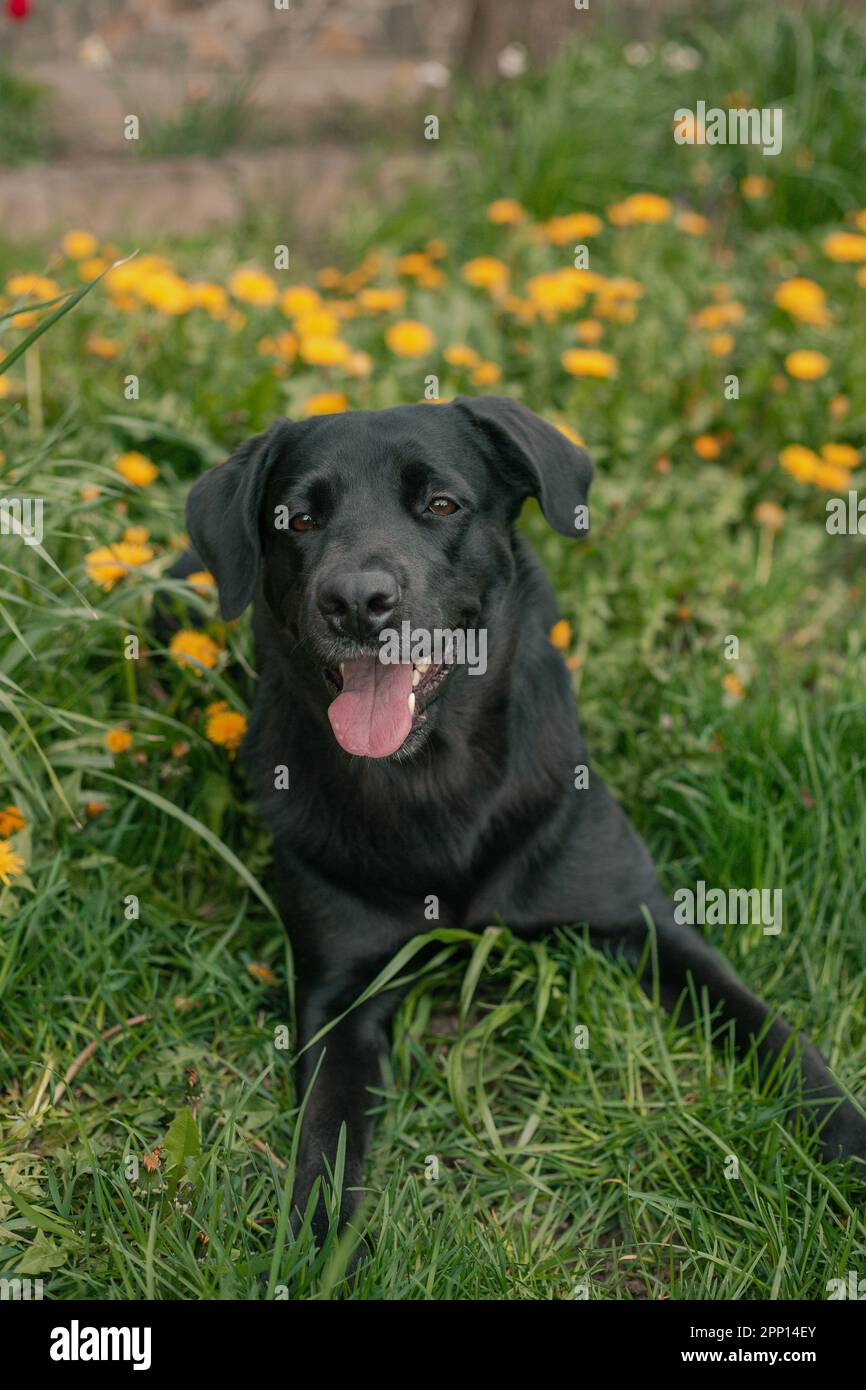 Black labrodor retriever hi-res stock photography and images - Alamy