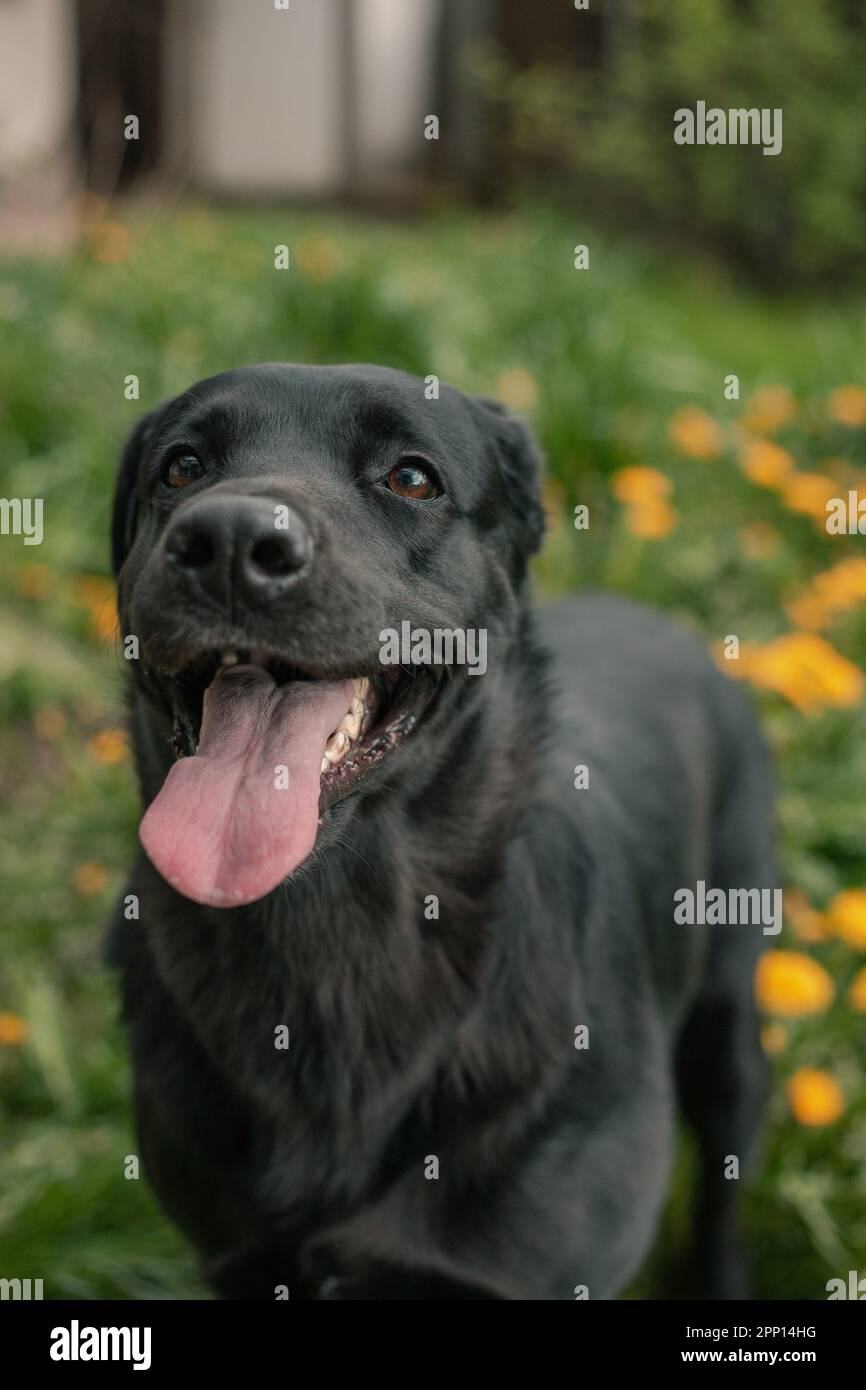 Black labrodor retriever hi-res stock photography and images - Alamy