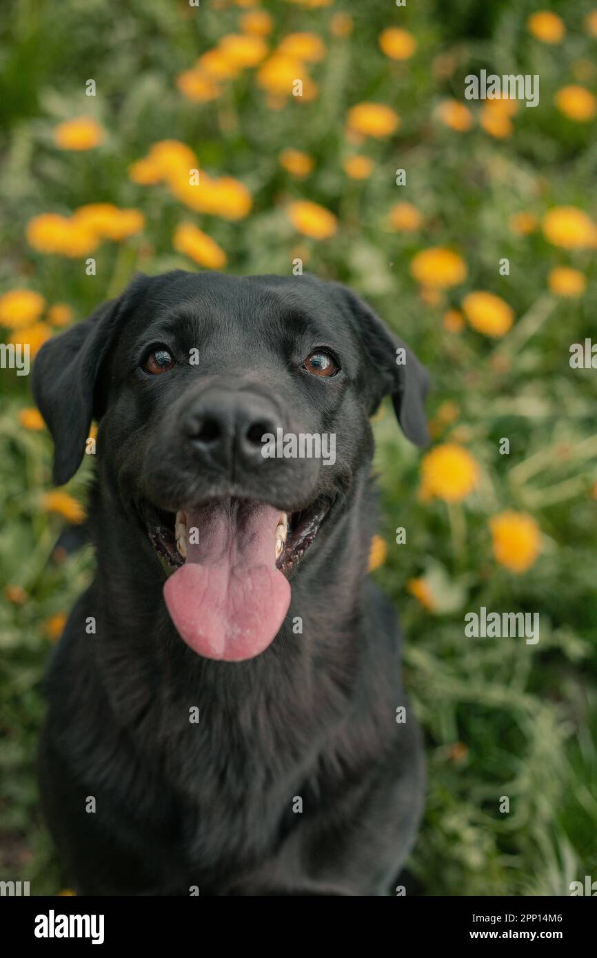 Black labrodor retriever hi-res stock photography and images - Alamy