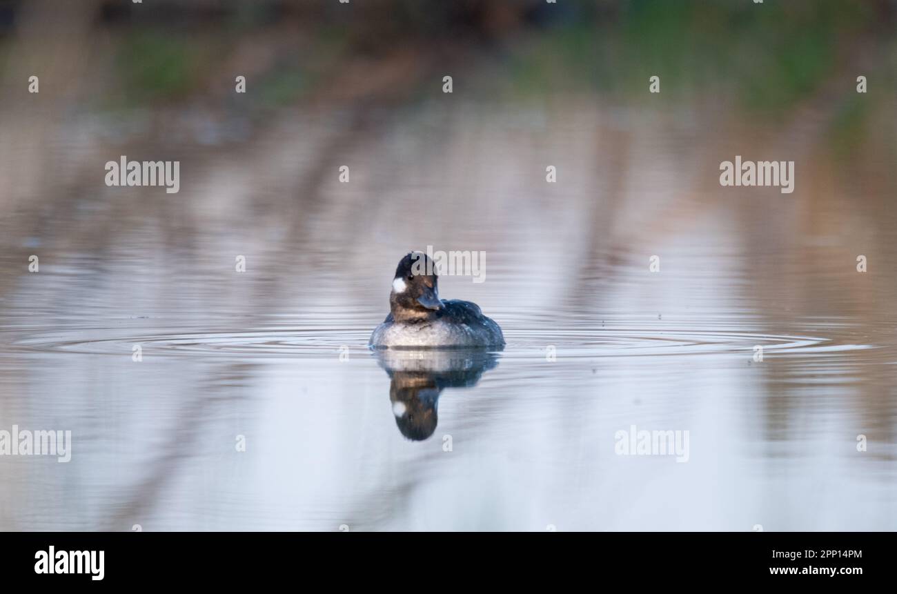 Cute, beautiful, playful bufflehead female floating on still marsh pond ...