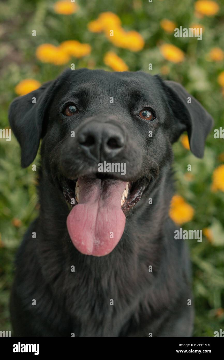 black labrador retriever playing with ball Stock Photo - Alamy