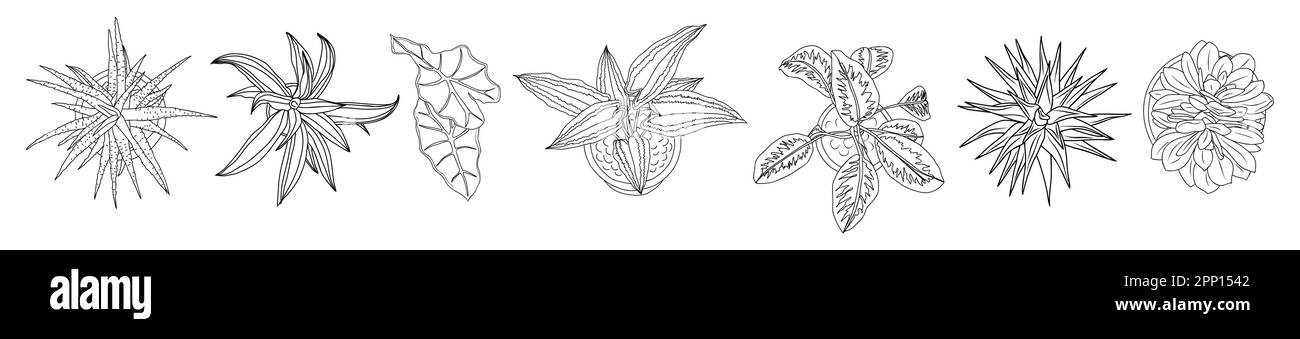 Plant top view Black and White Stock Photos & Images - Alamy