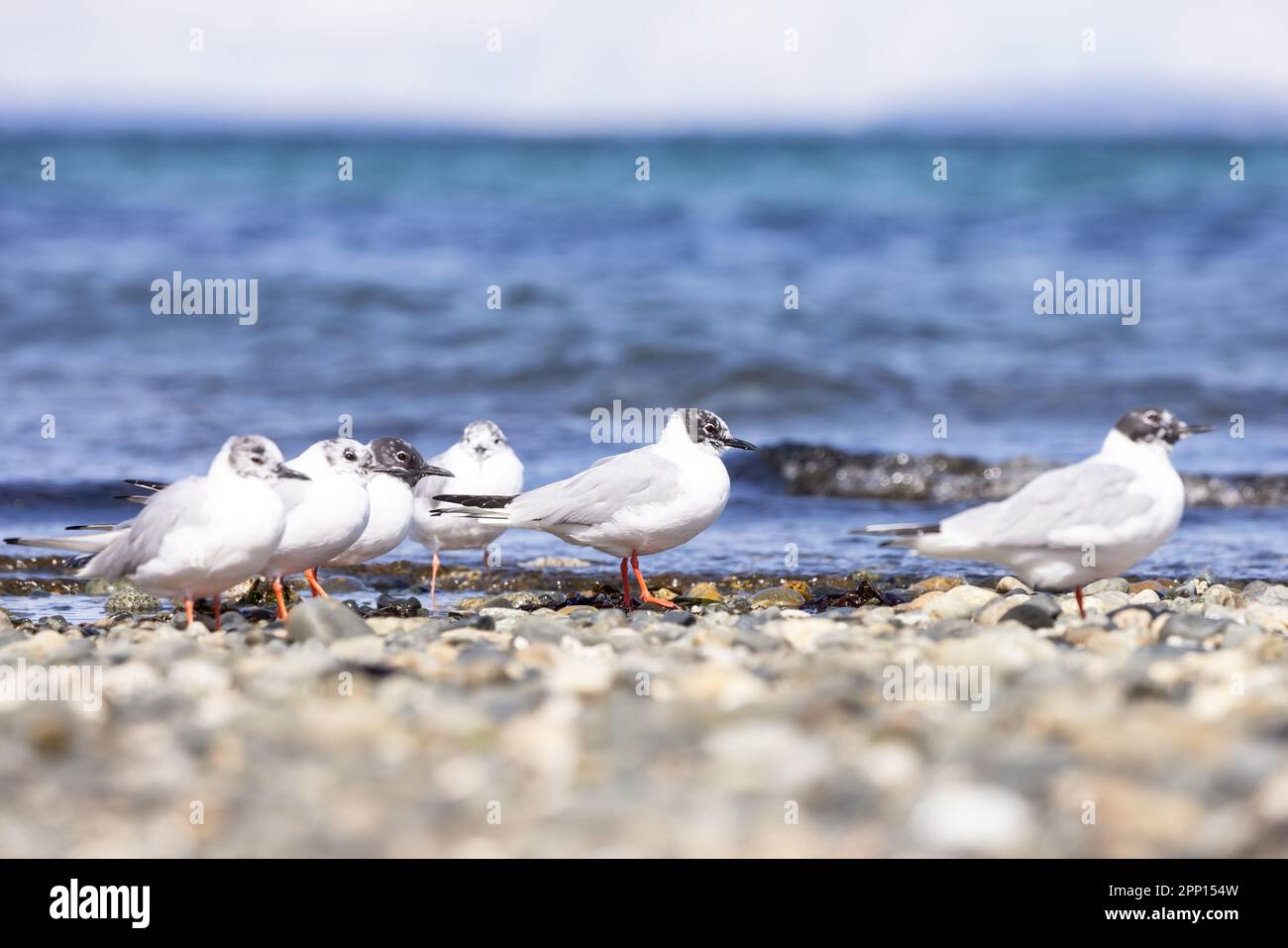 Small White Birds on the Pacific Ocean Coast Stock Photo - Alamy