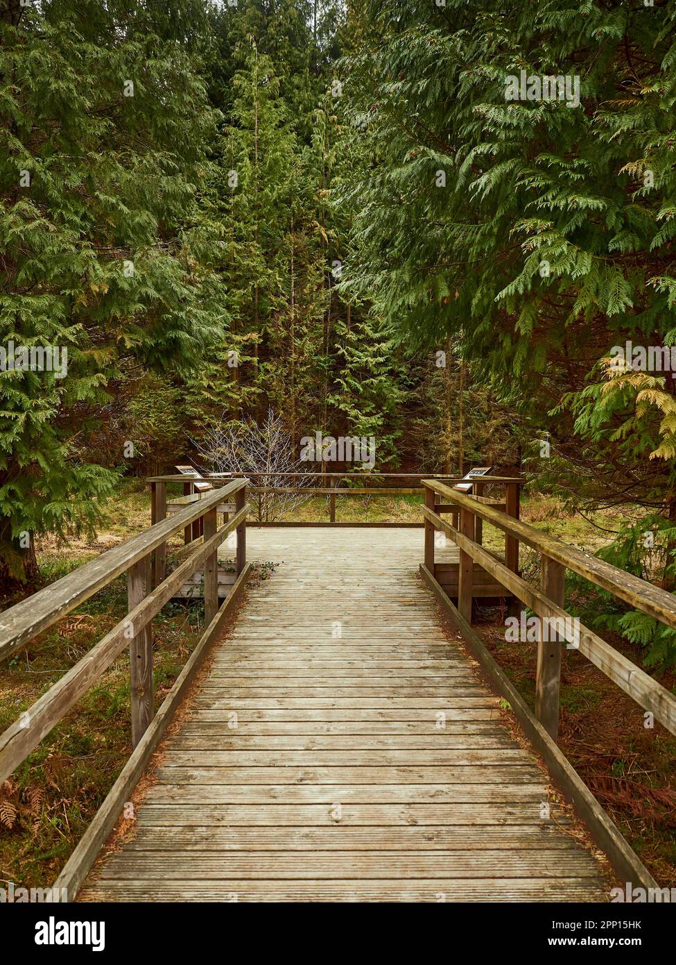 wooden path in the forest Stock Photo - Alamy