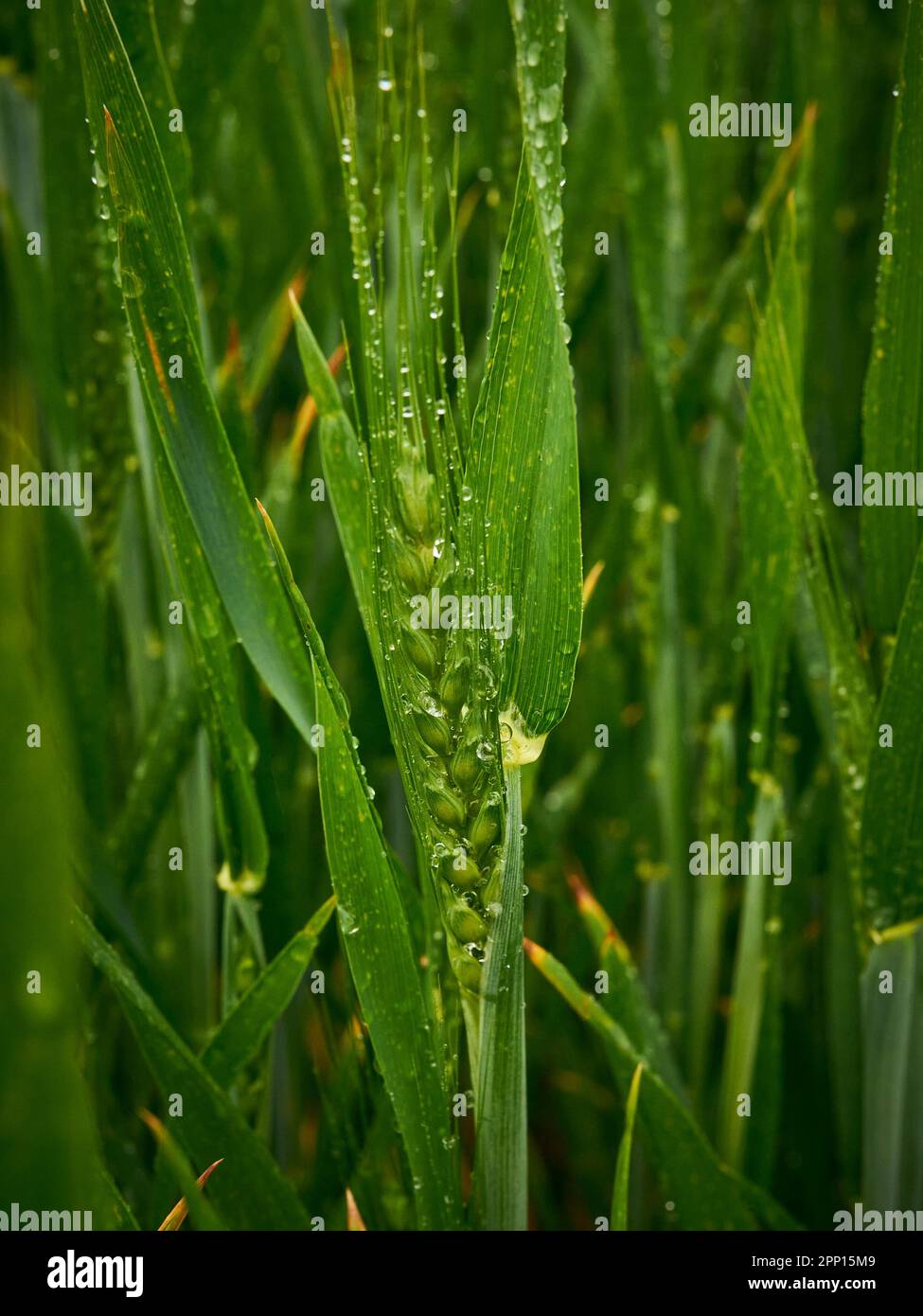 Origin of rain hi-res stock photography and images - Alamy