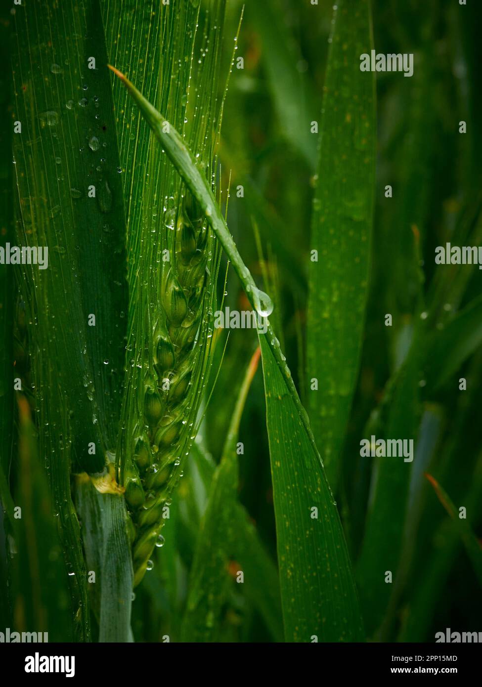 wheat in the rain Stock Photo - Alamy