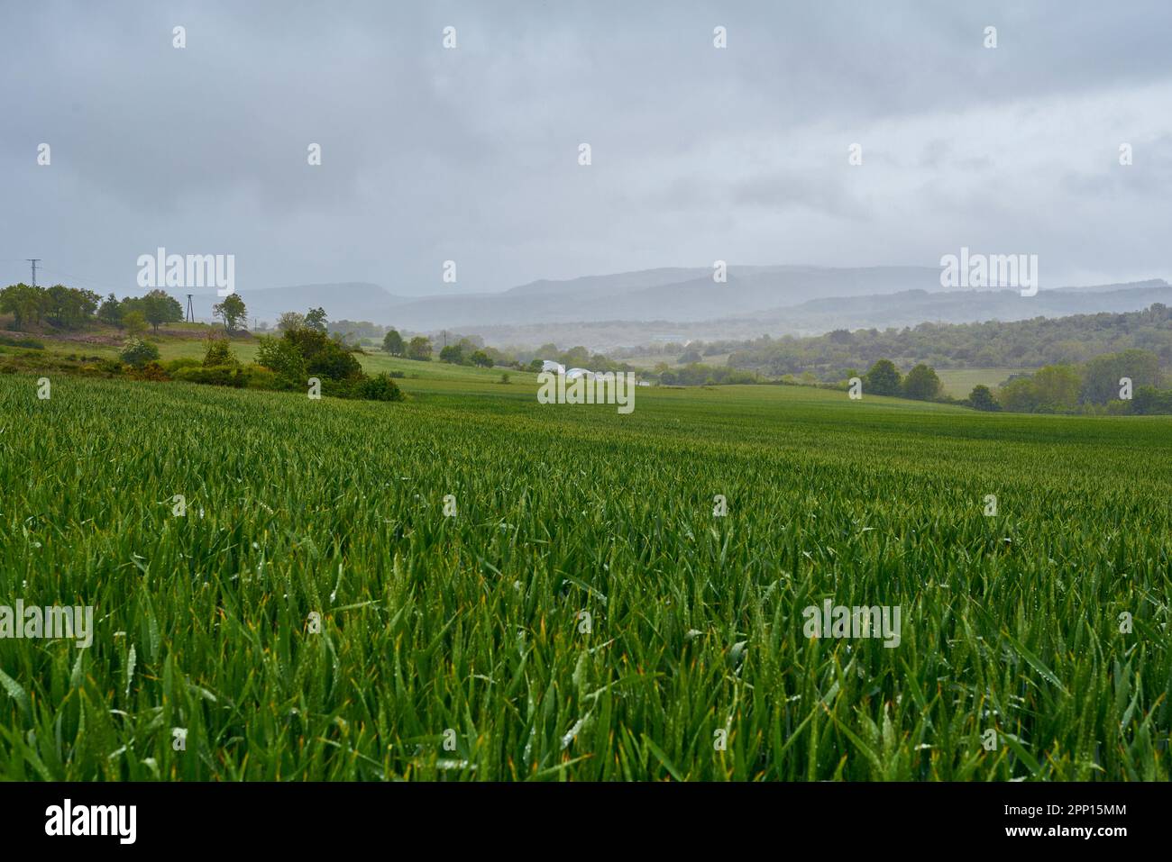 Wheat field in the green phase Stock Photo - Alamy