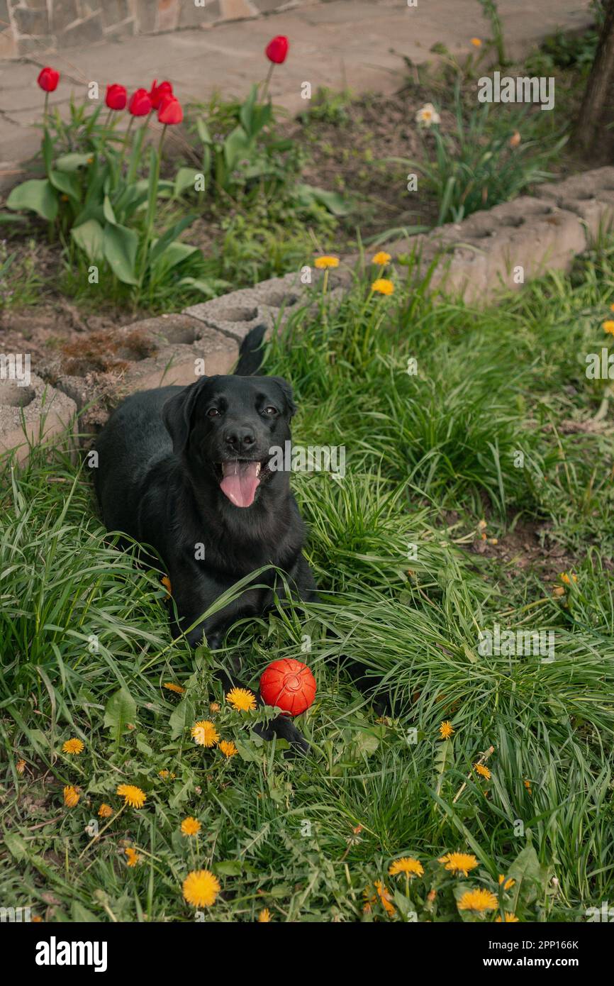 black labrador retriever playing with ball Stock Photo - Alamy
