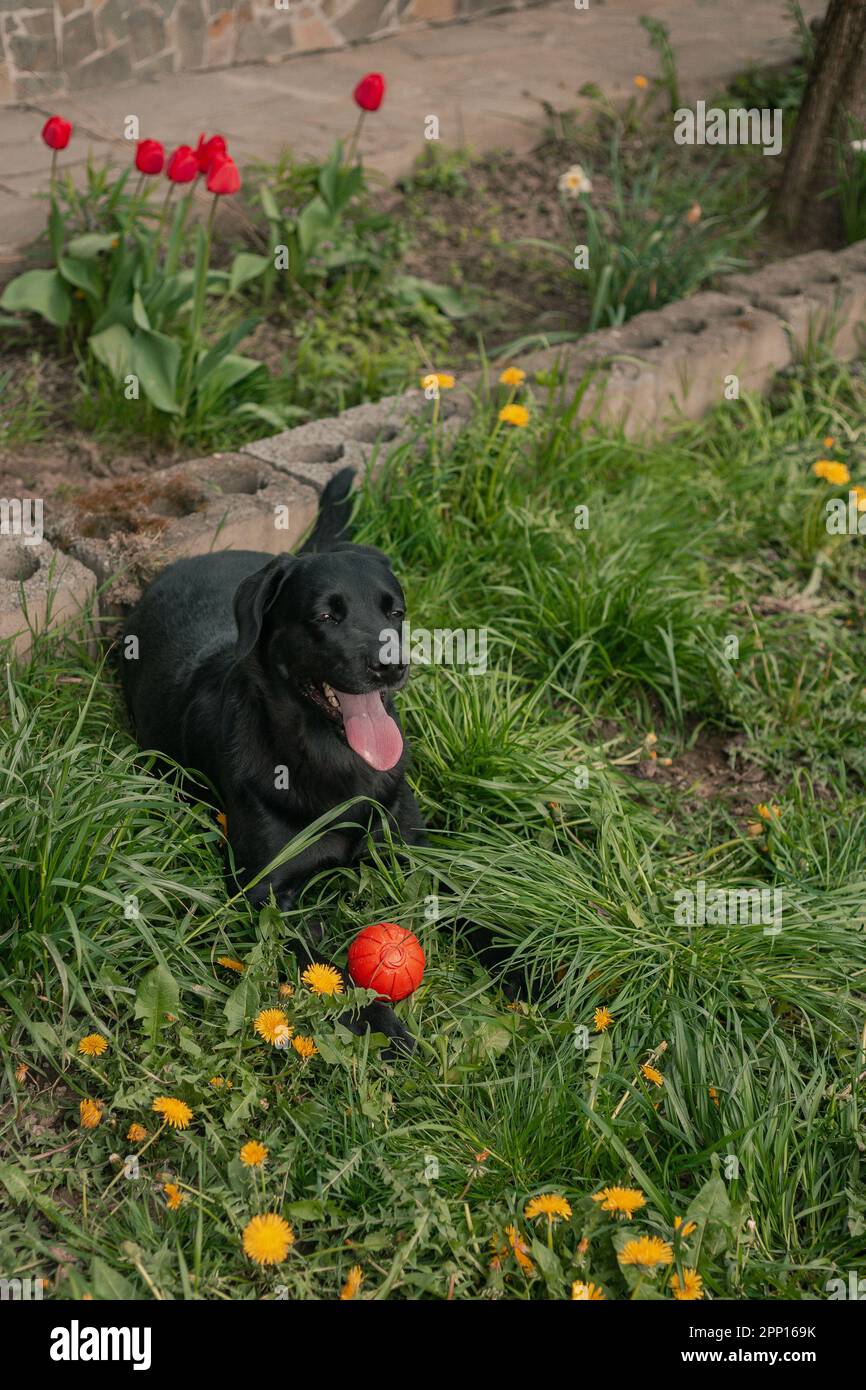 Black labrodor retriever hi-res stock photography and images - Alamy