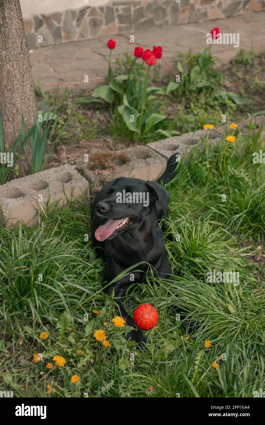 black labrador retriever playing with ball Stock Photo - Alamy