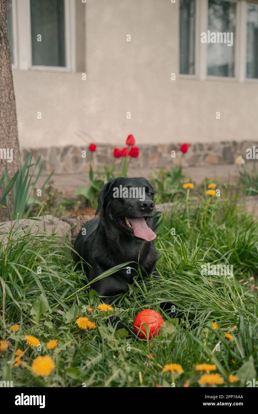 black labrador retriever playing with ball Stock Photo - Alamy