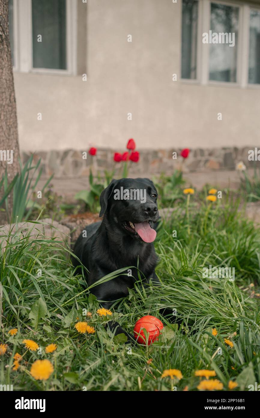 Black labrodor retriever hi-res stock photography and images - Alamy