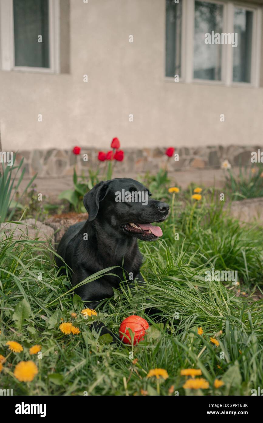 Black labrodor retriever hi-res stock photography and images - Alamy