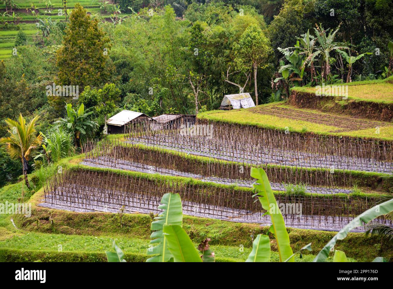 Green rice terraces in Bali, Indonasia. Beautiful nature landscape ...