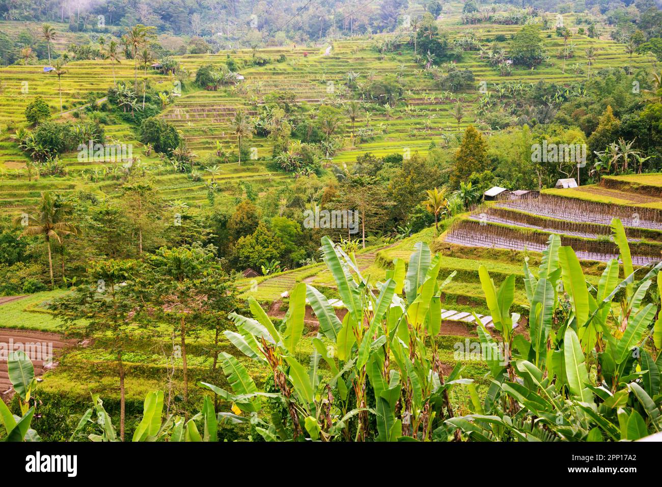 Green rice terraces in Bali, Indonasia. Beautiful nature landscape ...