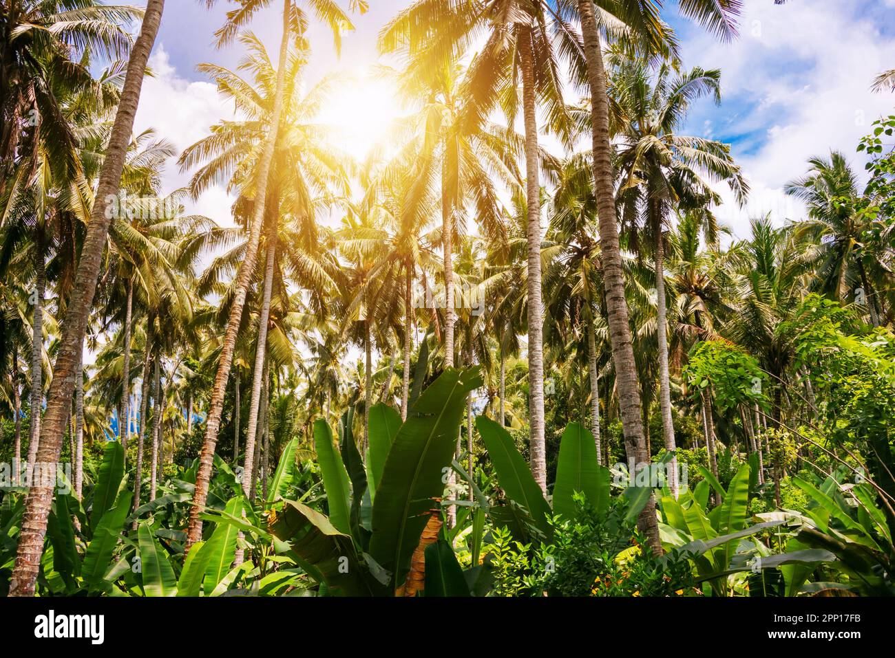 Palm tree tropical forest hi-res stock photography and images - Alamy
