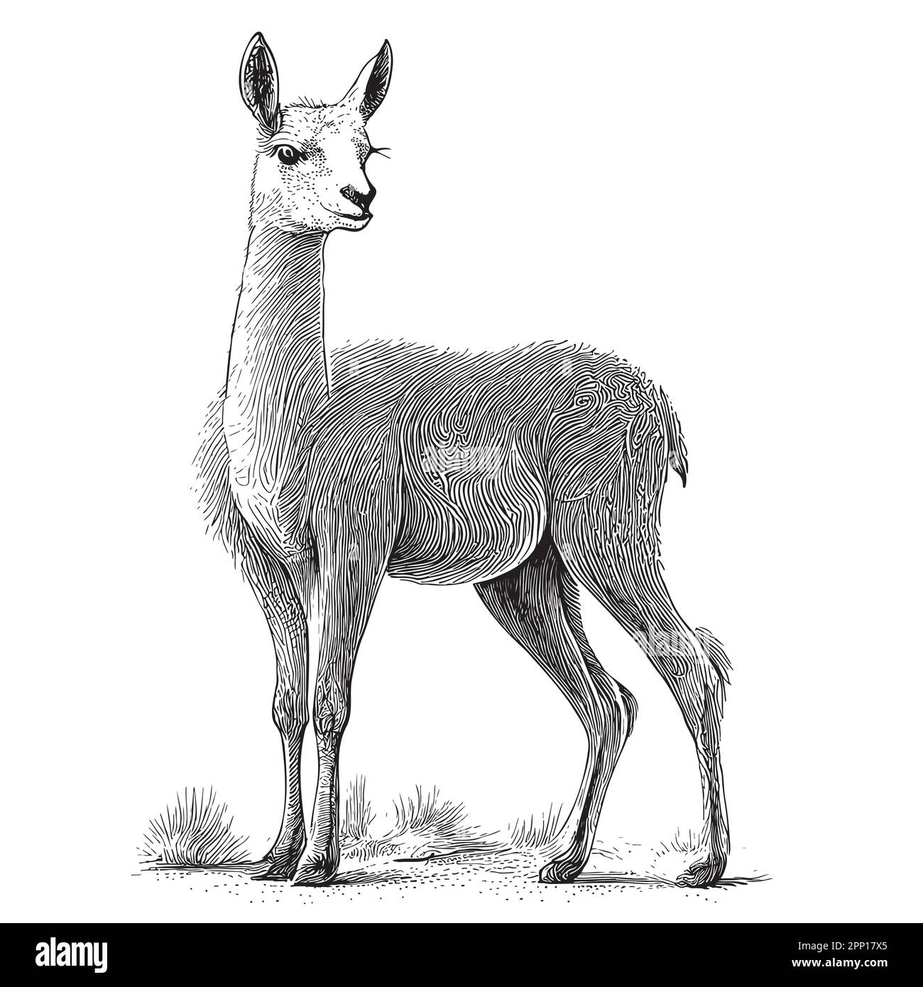 How To Draw A Llama Doodle