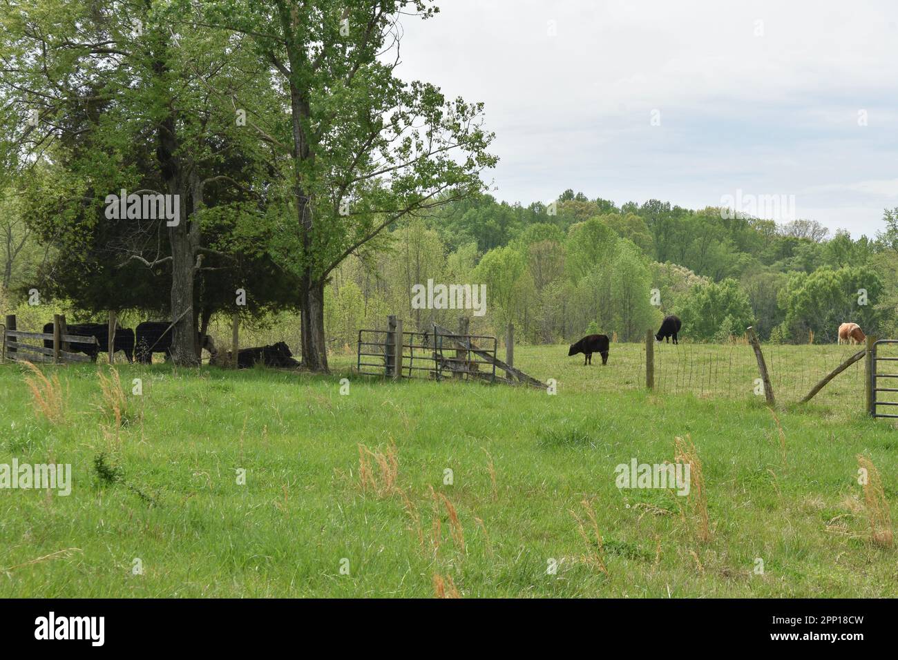 Rural Virginia Landscape with Cattle Stock Photo - Alamy