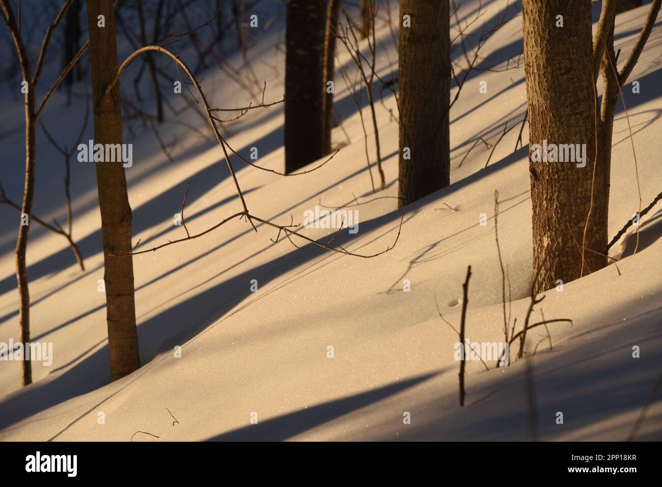 Long shadows are cast by tree trunks on the snow in a stand of trees in ...
